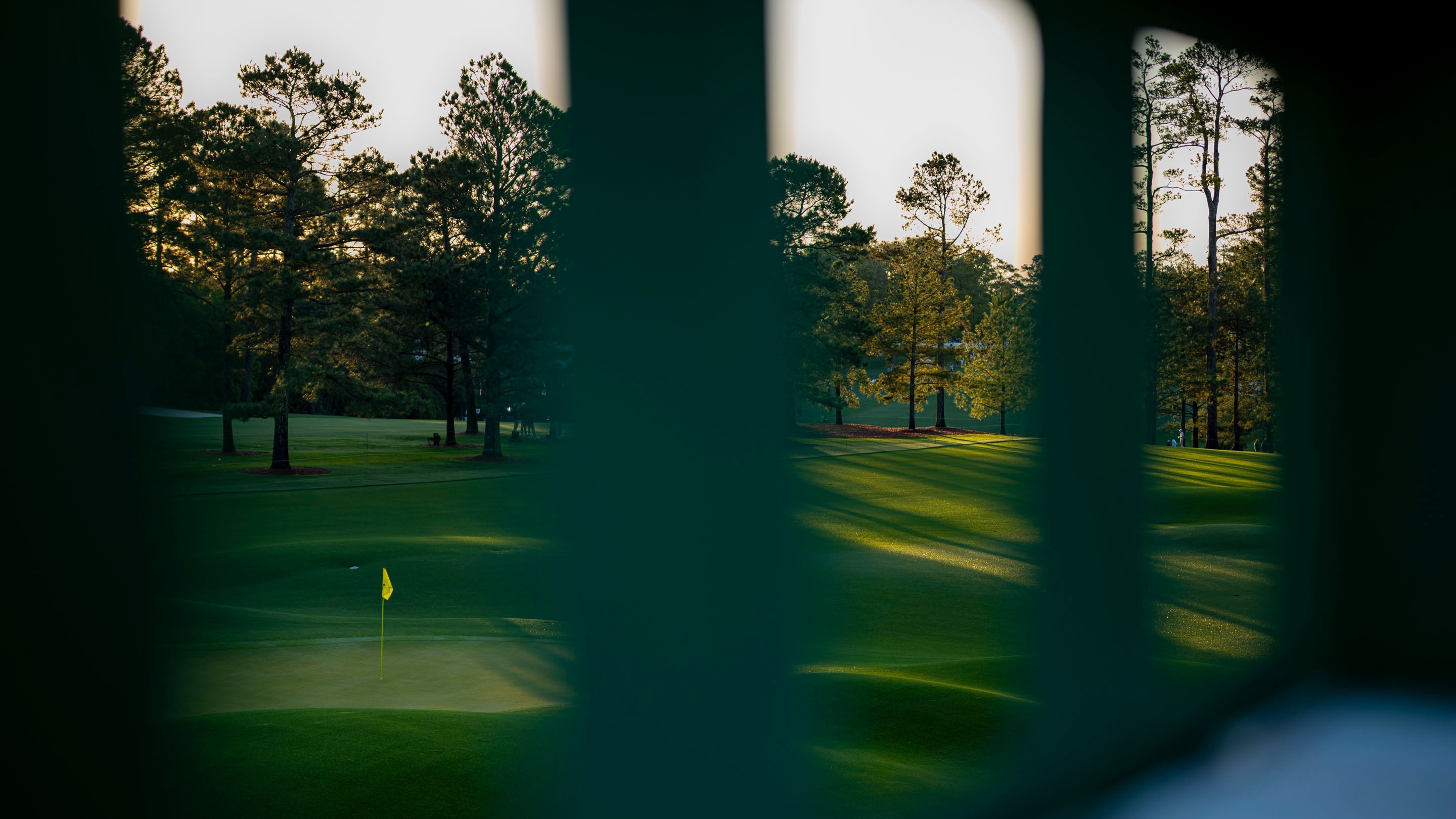 The Masters: Hole #8 Yellow Jasmine